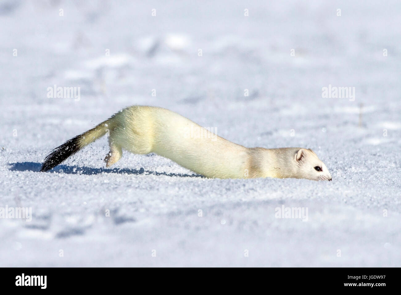 Hermelin im schnee -Fotos und -Bildmaterial in hoher Auflösung – Alamy