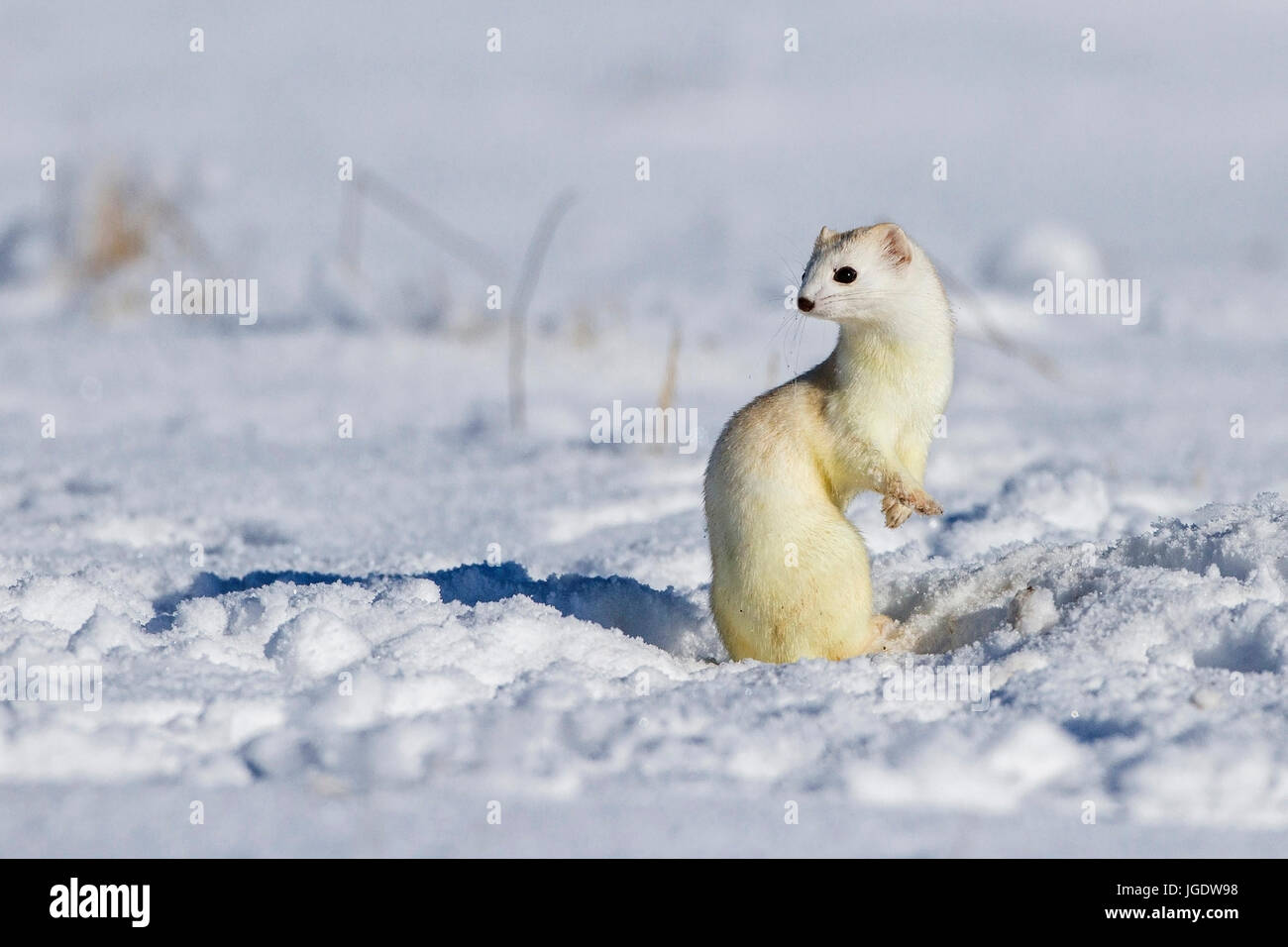 Hermelin grosses wiesel grosswiesel gross wiesel -Fotos und ...