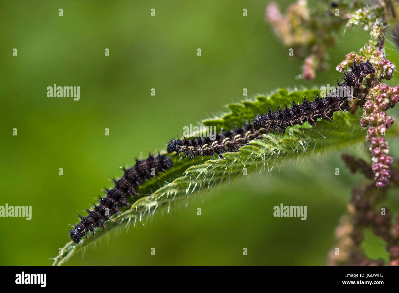 Distel Schmetterling, Vanessa Cardui Raupen, Distelfalter (Vanessa ...