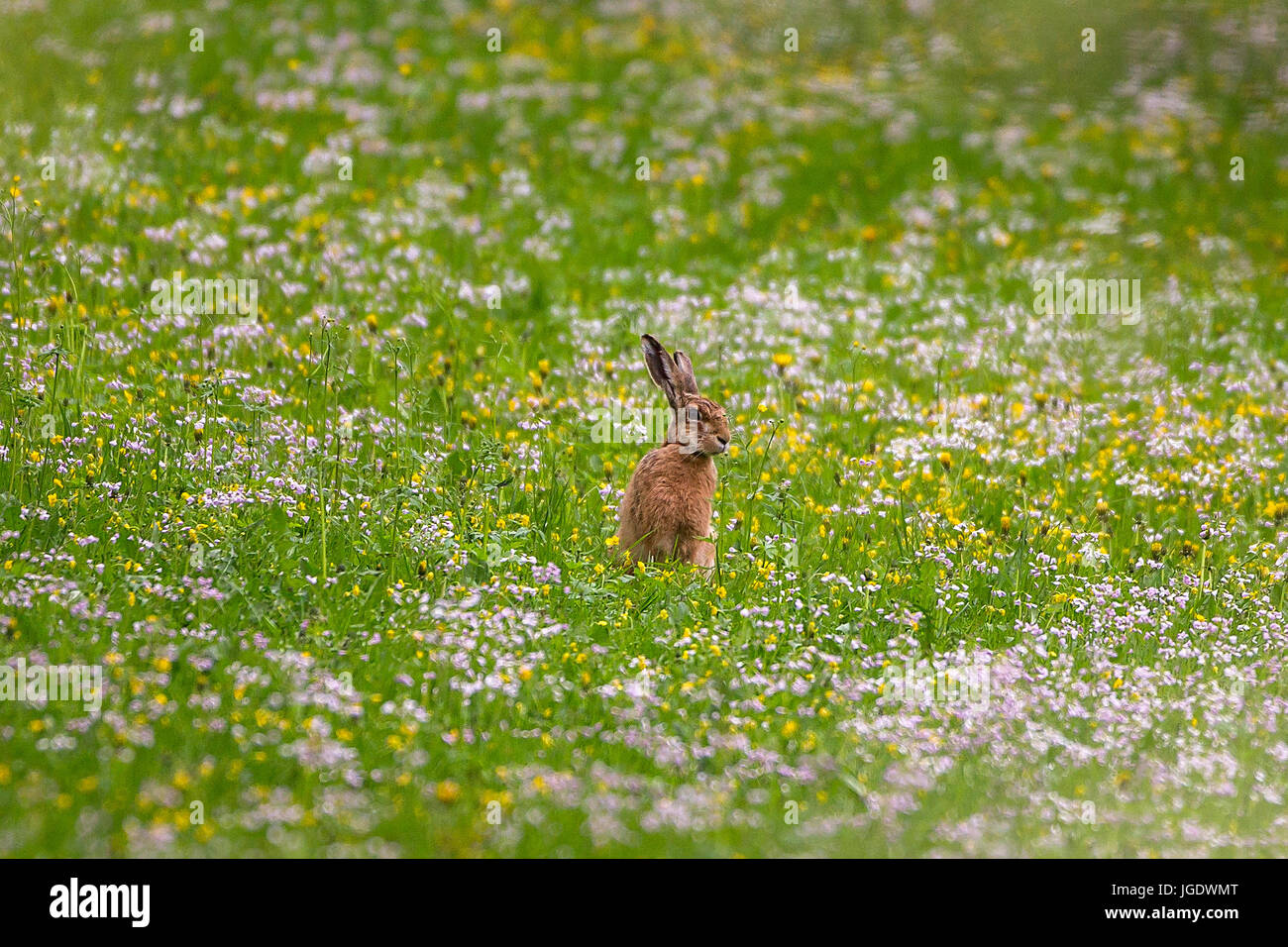 Feld-Hase, Lepus Europaeus, Feldhase (Lepus Europaeus Stockfotografie ...