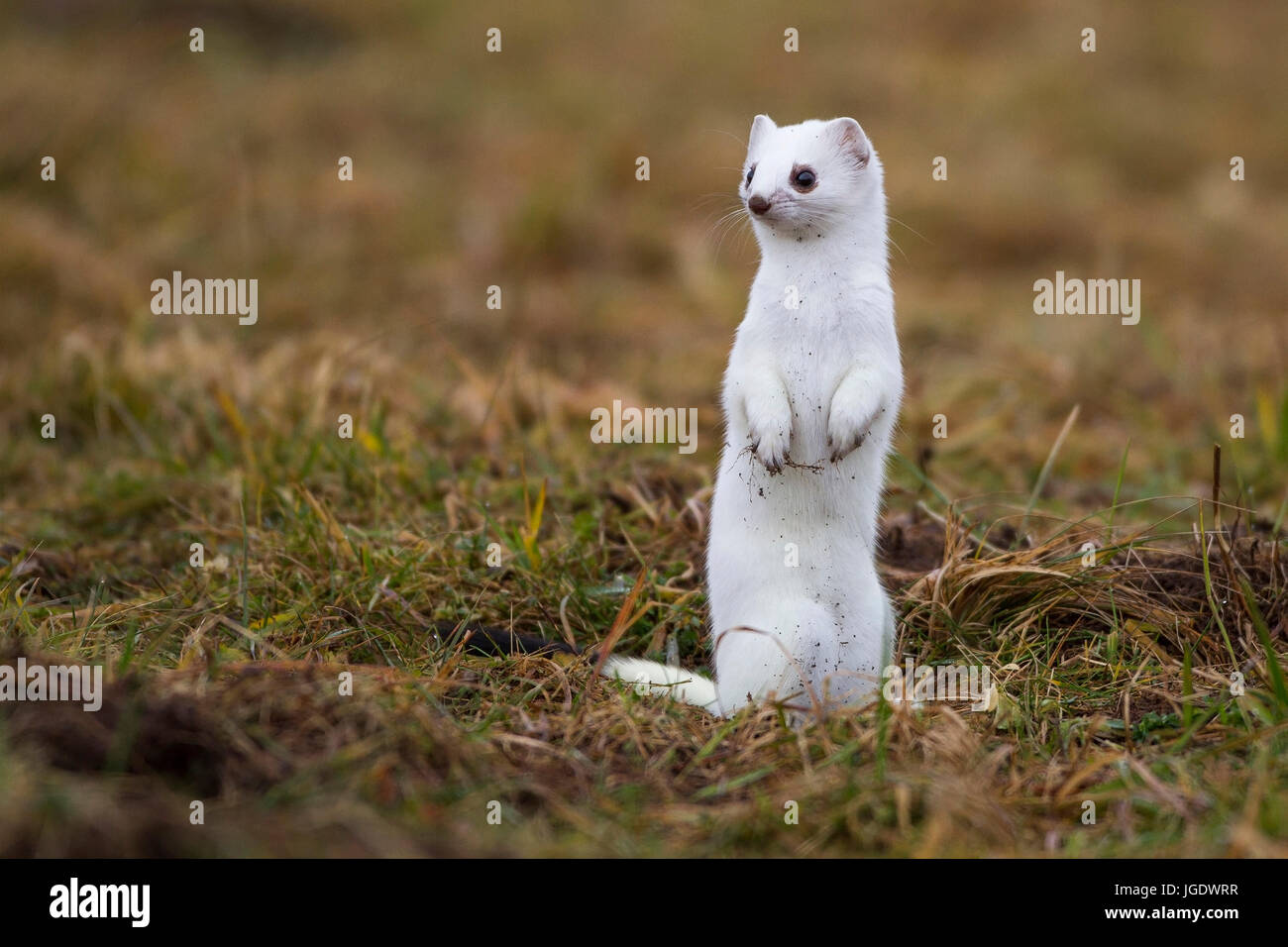 Short tail weasels -Fotos und -Bildmaterial in hoher Auflösung – Alamy