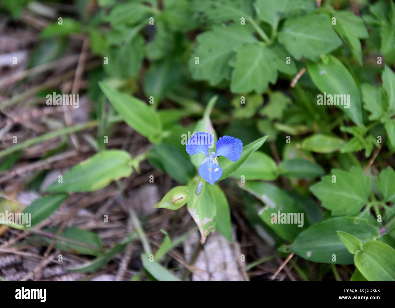 Blumen Veilchen. Holz Veilchen Blumen hautnah. Viola Odorata. Closeup ...
