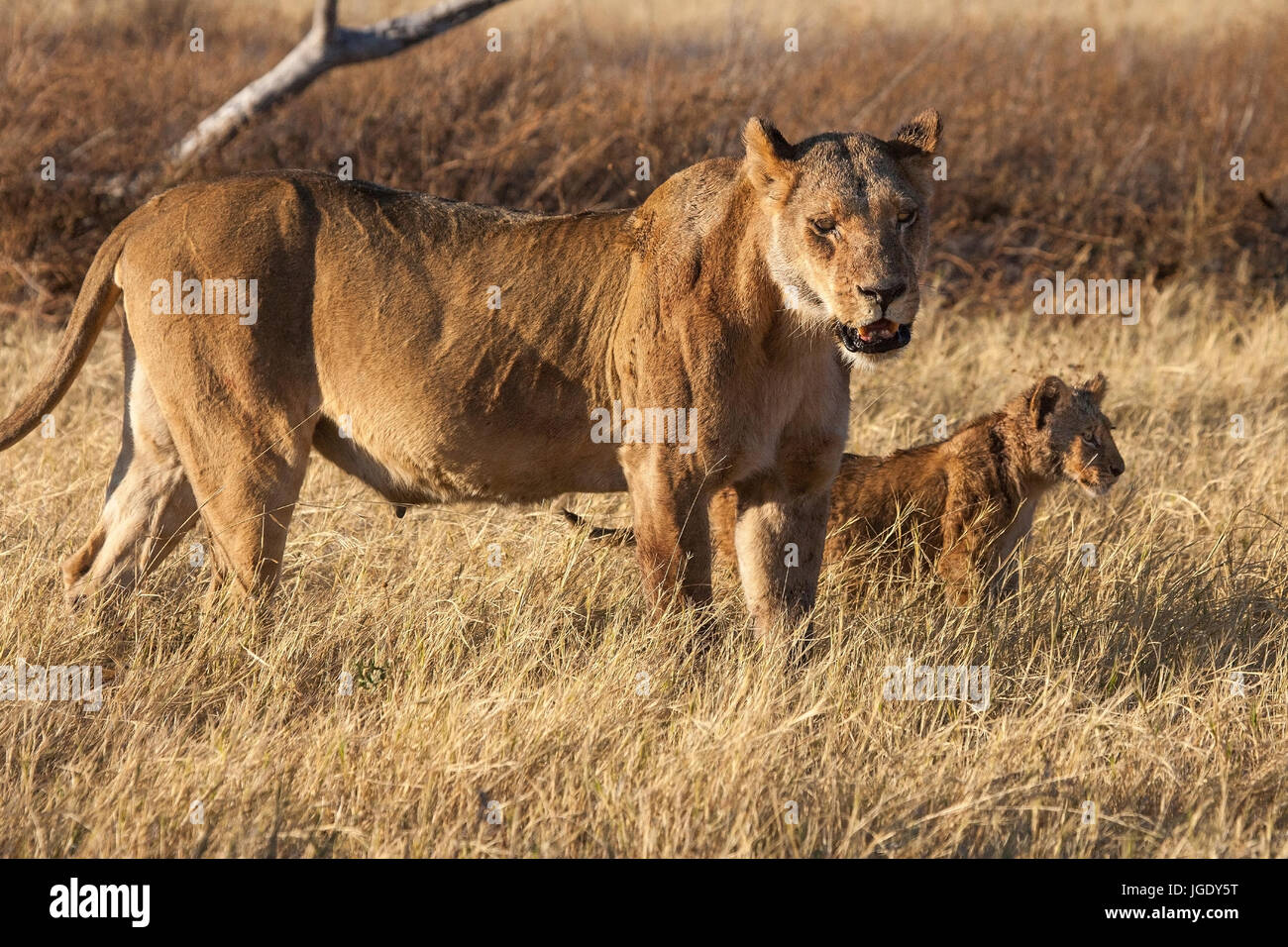 Löwin mit jungen -Fotos und -Bildmaterial in hoher Auflösung – Alamy