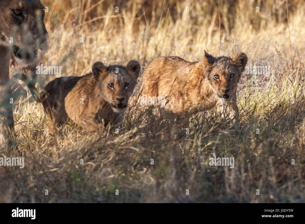 Löwin mit jungen -Fotos und -Bildmaterial in hoher Auflösung – Alamy