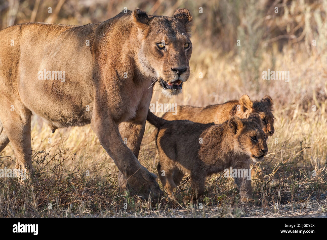 Löwin mit jungen -Fotos und -Bildmaterial in hoher Auflösung – Alamy