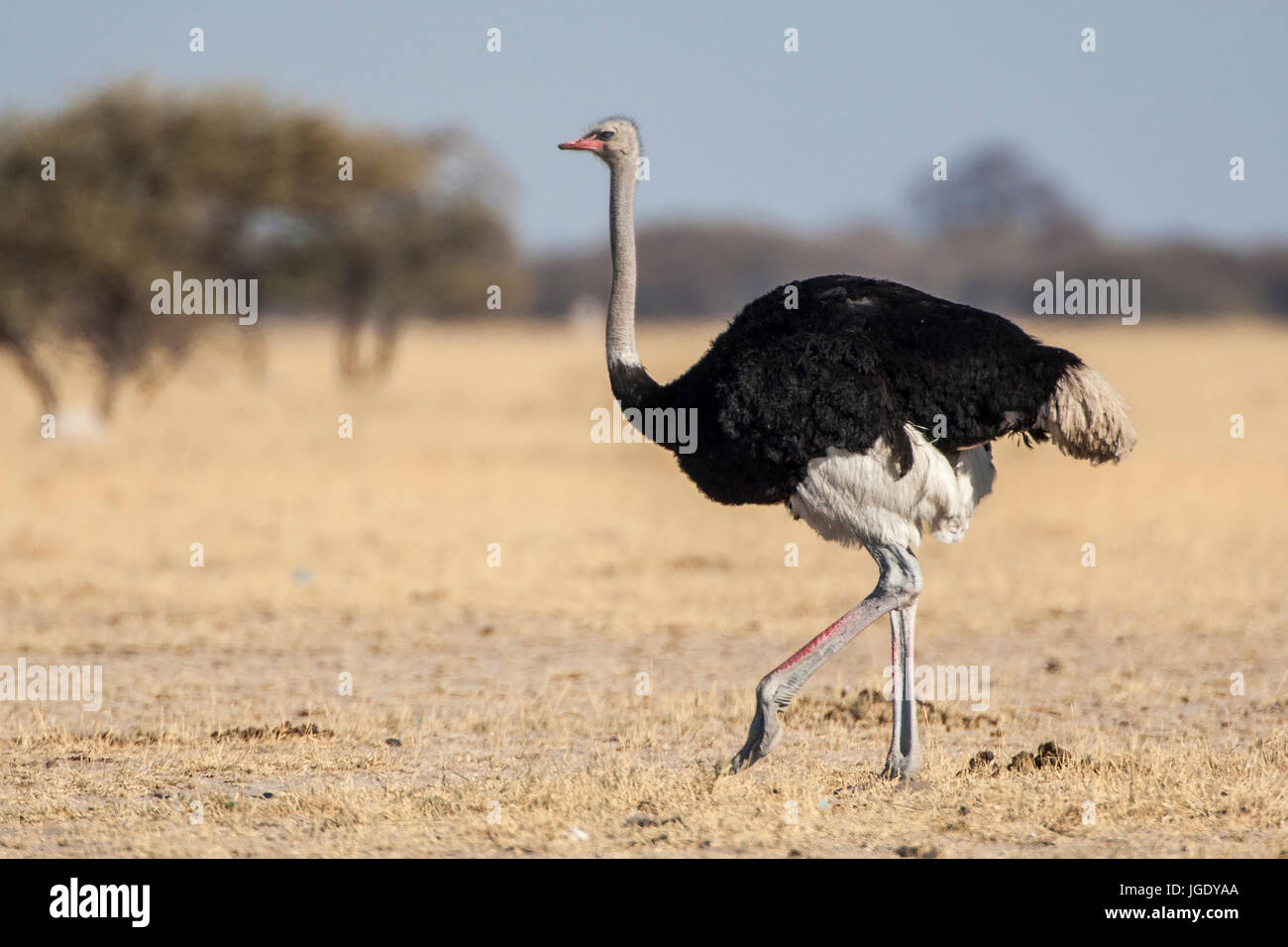 Afrikanischer Straus?, Struthio Camelus, Afrikanischer Strauß (Struthio ...