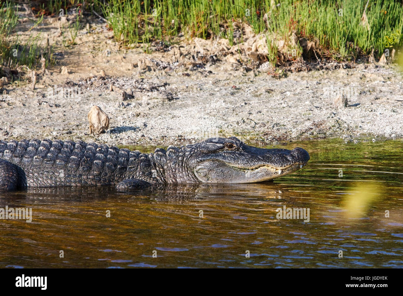 Mississippi alligator alligator mississippiensis -Fotos und ...