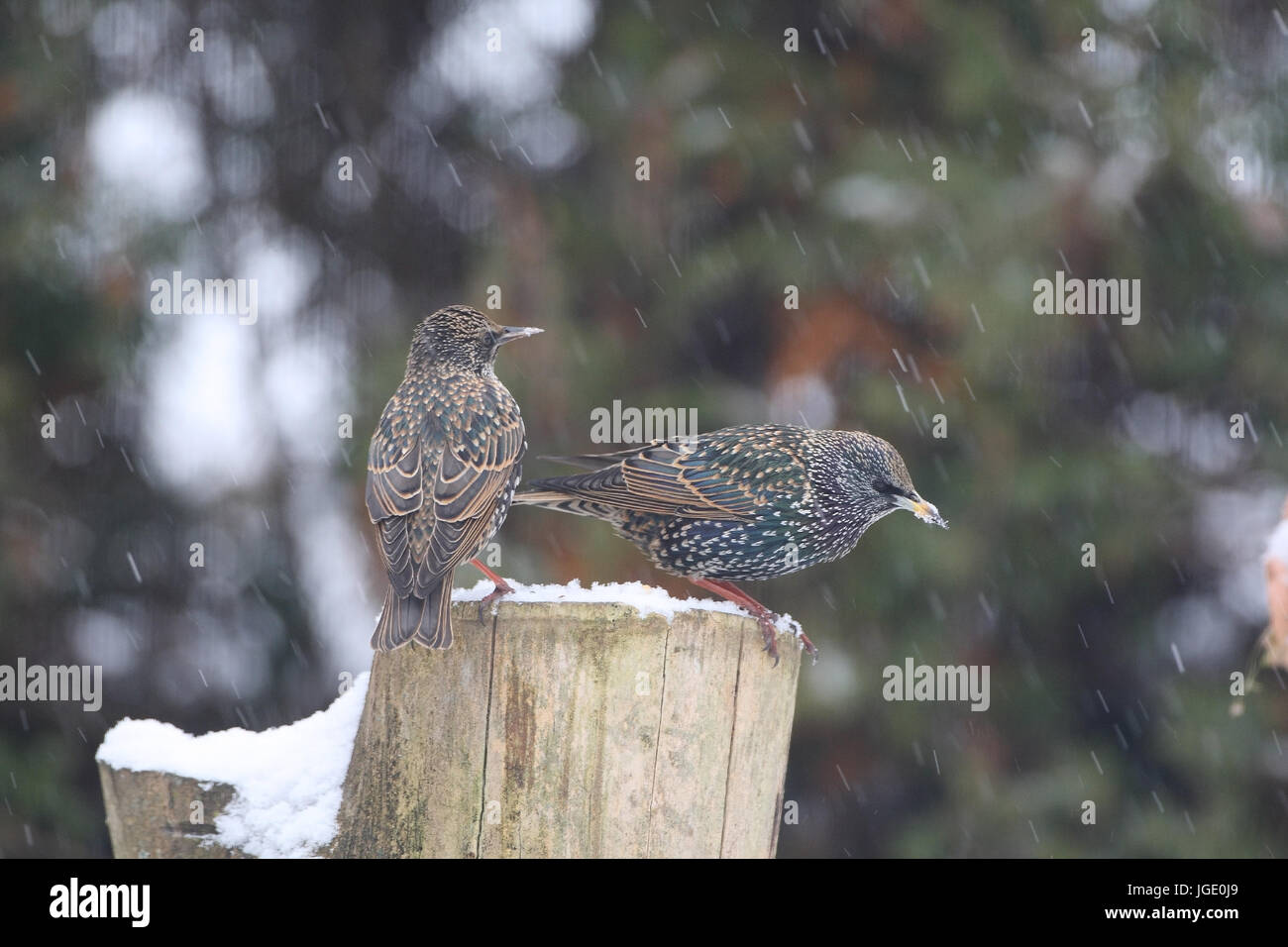 Stare im Winter auf den Feed zu platzieren, Stare Im Winter am ...
