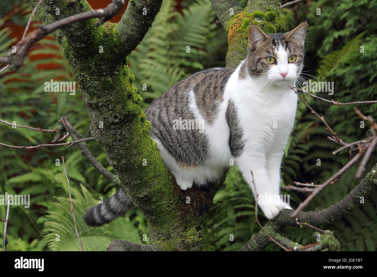 Katz relaxt -Fotos und -Bildmaterial in hoher Auflösung – Alamy