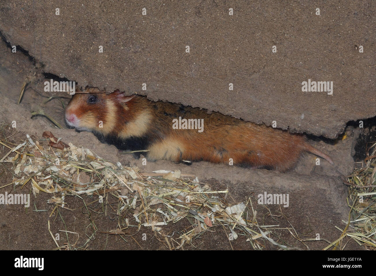Feld-Hamster im Bau, Feldhamster Im Bau Stockfotografie - Alamy