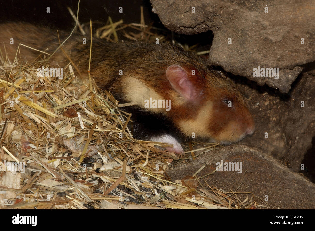 Feld hamster -Fotos und -Bildmaterial in hoher Auflösung – Alamy