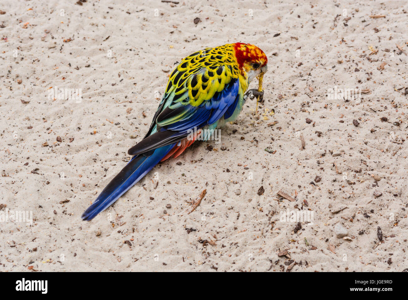 Ein bunter Sittich ist aufgerufen, das schnabeltier oder Rosella ...