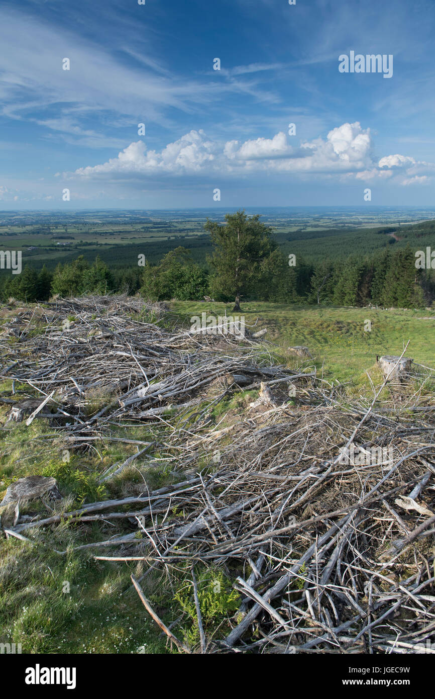 Forest of teesdale -Fotos und -Bildmaterial in hoher Auflösung – Alamy