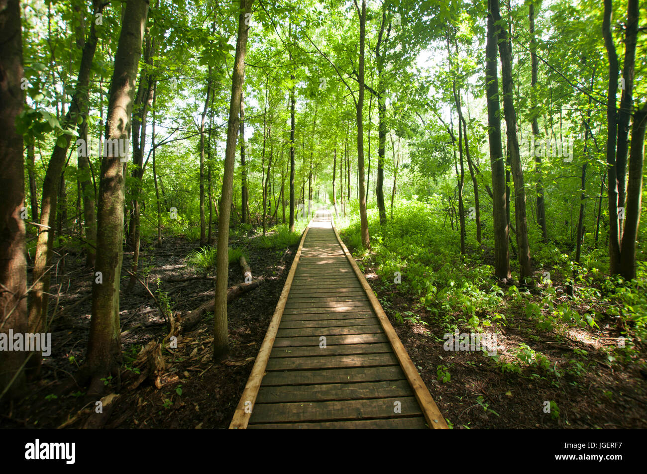 Bog trail -Fotos und -Bildmaterial in hoher Auflösung – Alamy