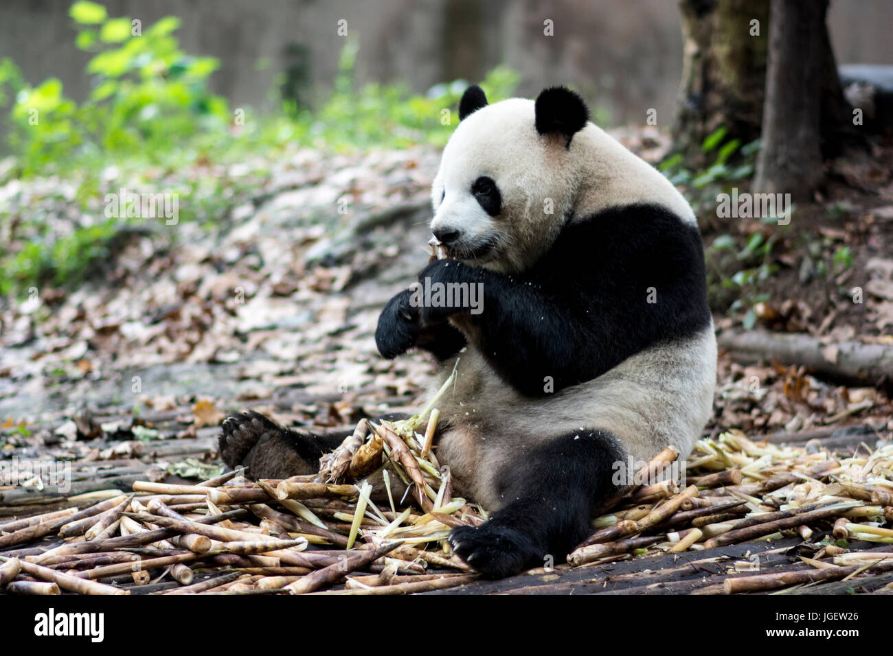 Tropischer Bambus Stockfotos und -bilder Kaufen - Alamy