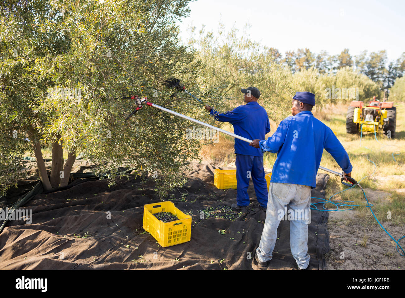Olive Harvesting Machine Stockfotos und -bilder Kaufen - Alamy