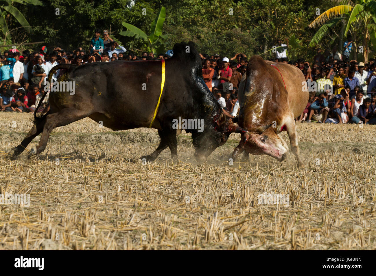 Dritter stierkampf -Fotos und -Bildmaterial in hoher Auflösung – Alamy