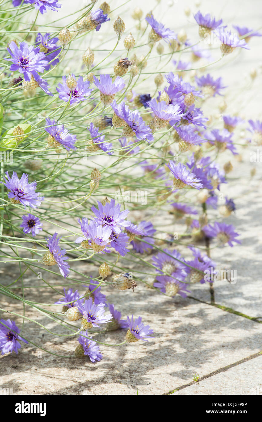 Catananche caerulea amor blau -Fotos und -Bildmaterial in hoher ...