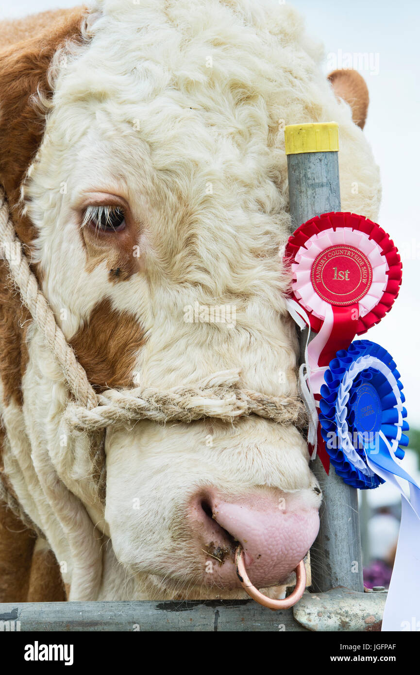 BOS Taurus. Simmentaler Bull auf Hanbury Land zeigen, Worcestershire ...