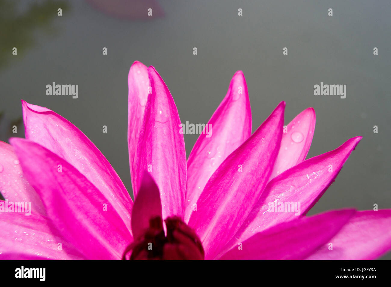 Roter lotus see kumphawapi -Fotos und -Bildmaterial in hoher Auflösung ...