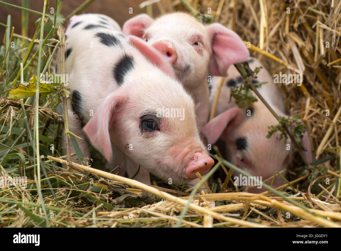 Oxford Sandy und schwarzen Ferkel im Stroh. Vier Tage alten ...