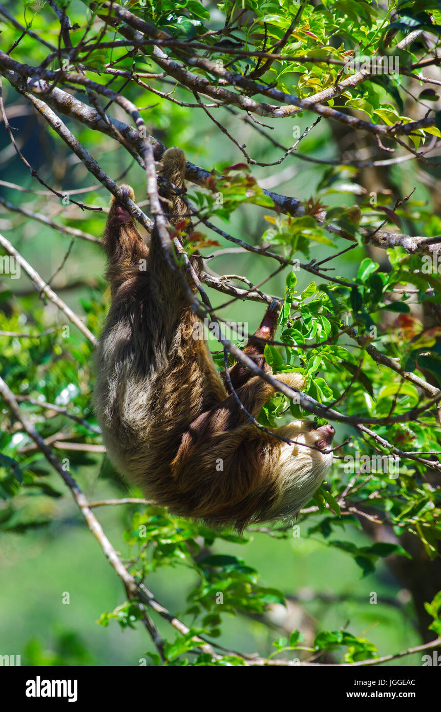 Hoffmanns zwei – Finger Faultier in einem Baum Fütterung von Wildtieren ...
