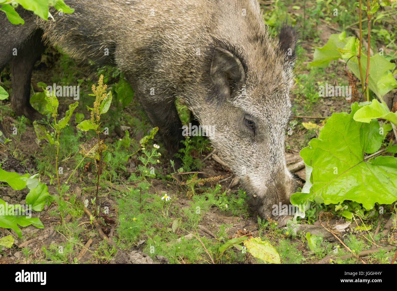 Wildschwein gräbt mit der Nase in den Boden Stockfotografie - Alamy