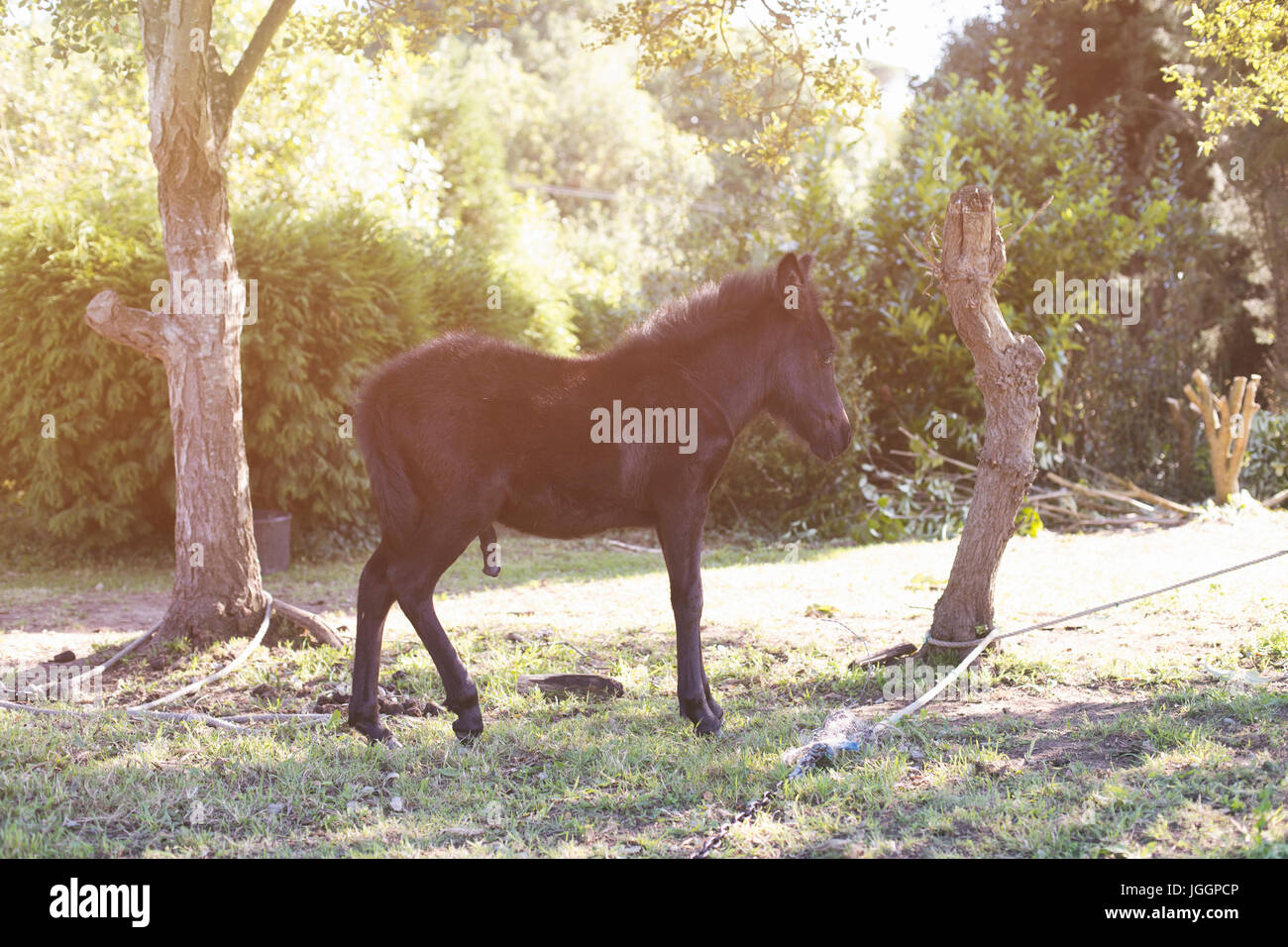 Maultier fohlen -Fotos und -Bildmaterial in hoher Auflösung – Alamy