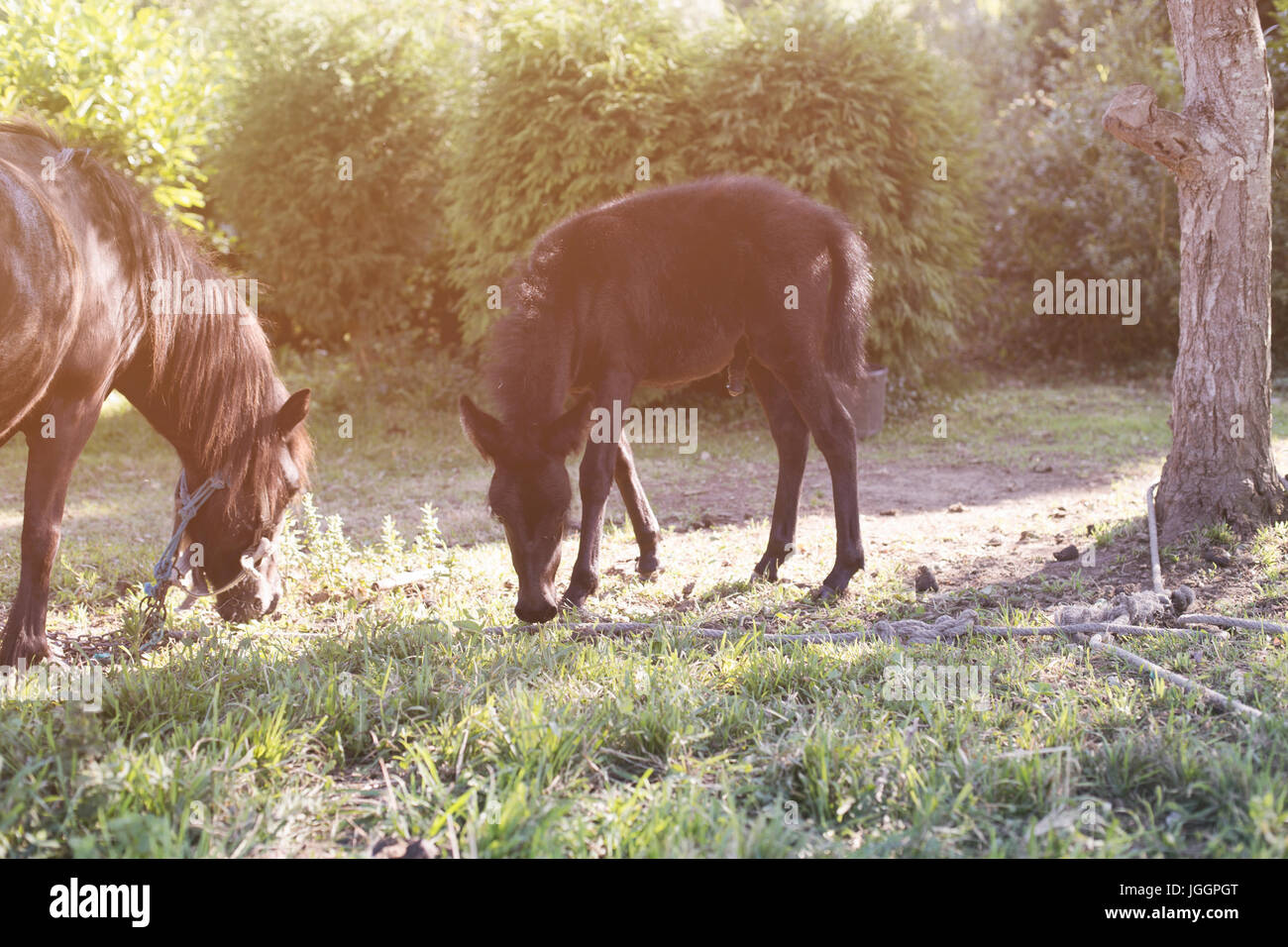 Maultier fohlen -Fotos und -Bildmaterial in hoher Auflösung – Alamy