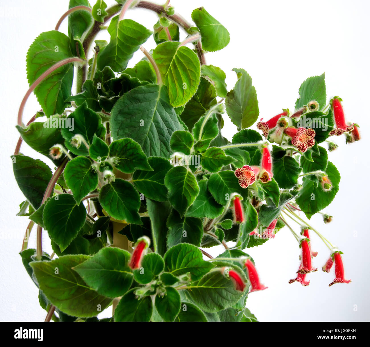 Rongo rongo -Fotos und -Bildmaterial in hoher Auflösung – Alamy