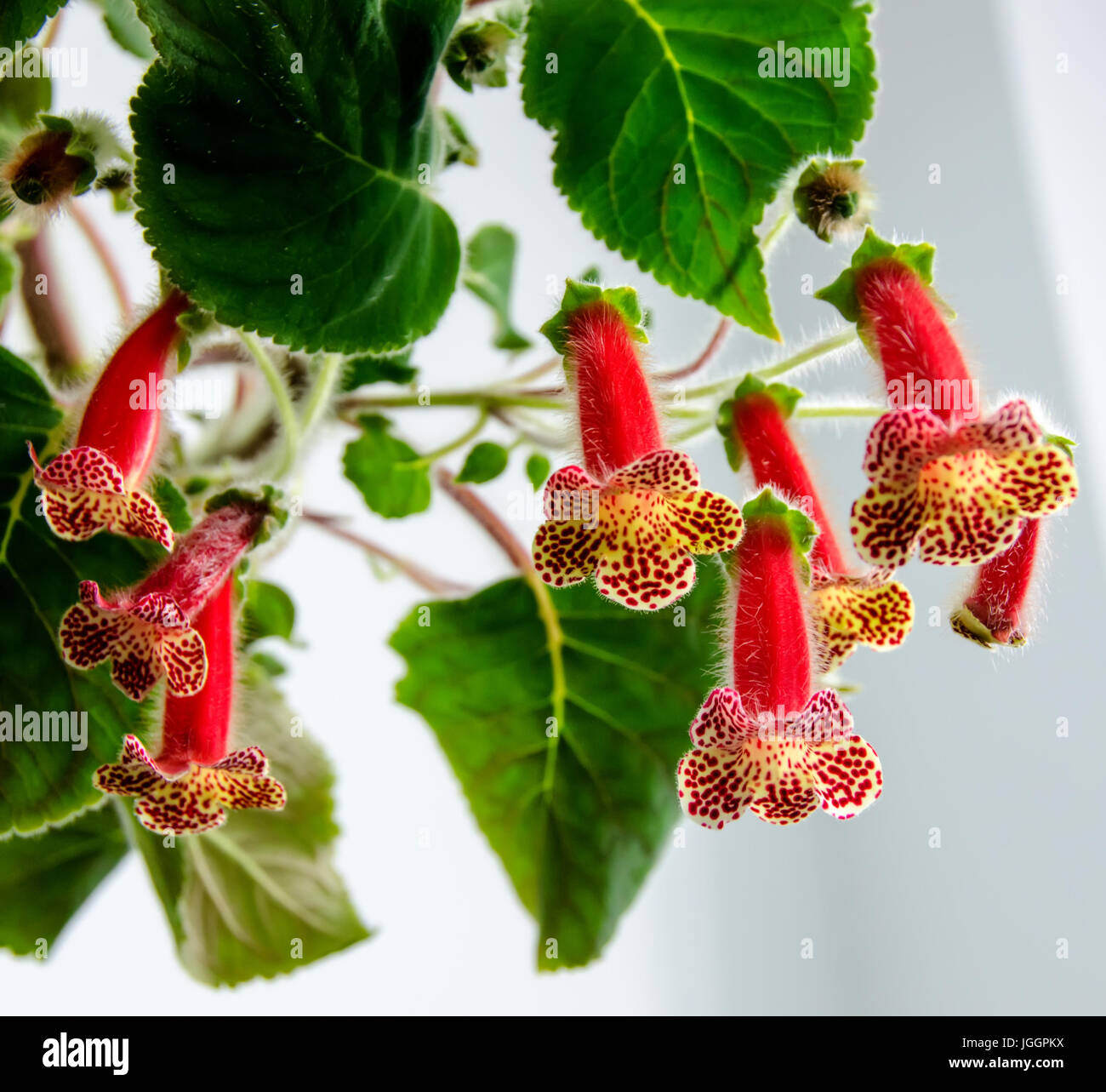 Roter kohleria rongo -Fotos und -Bildmaterial in hoher Auflösung – Alamy