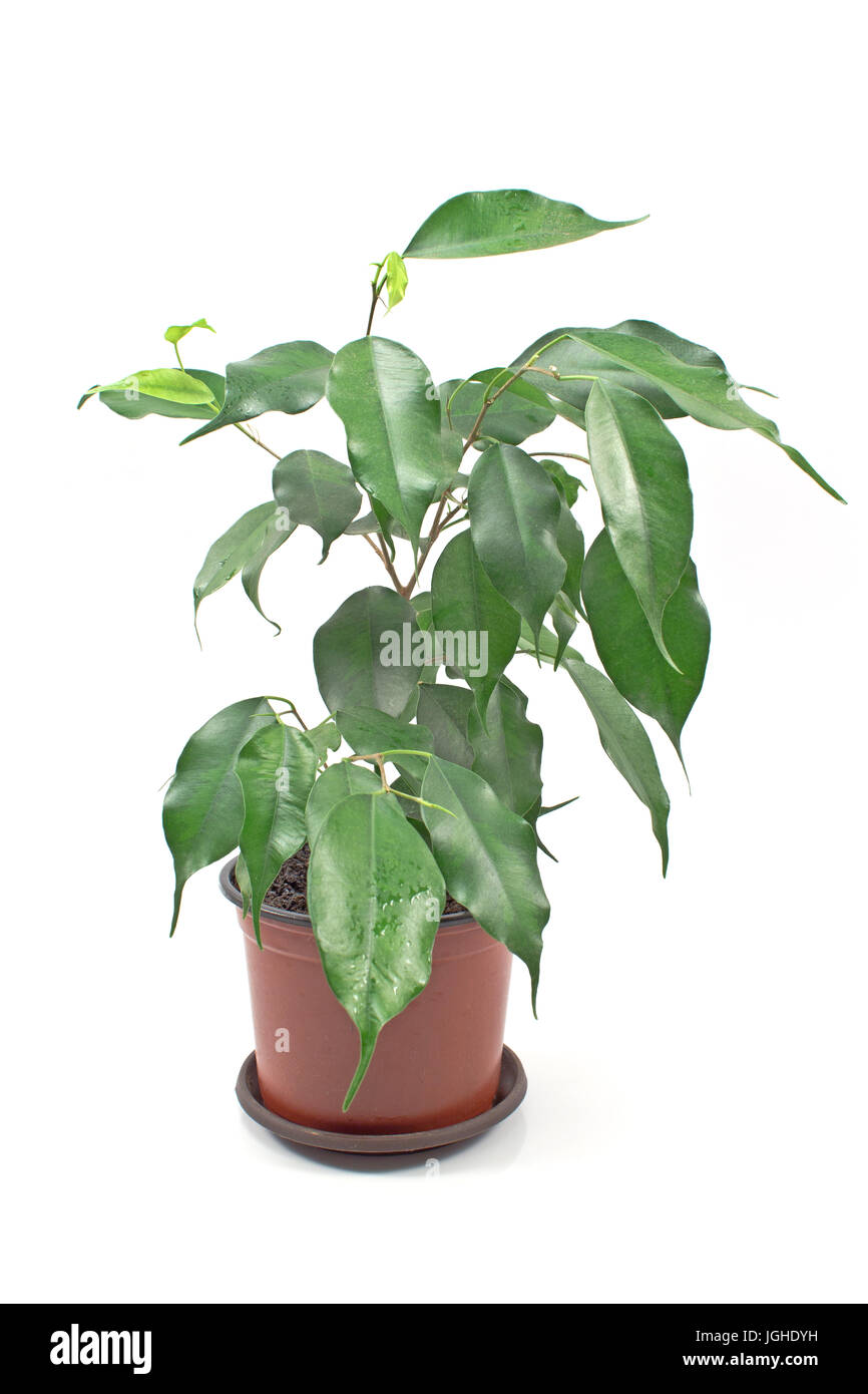 Benjamin ficus -Fotos und -Bildmaterial in hoher Auflösung – Alamy