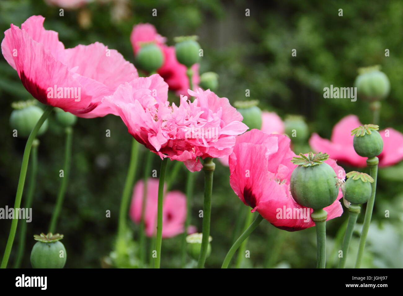 Papaver somnuferum garten -Fotos und -Bildmaterial in hoher Auflösung ...