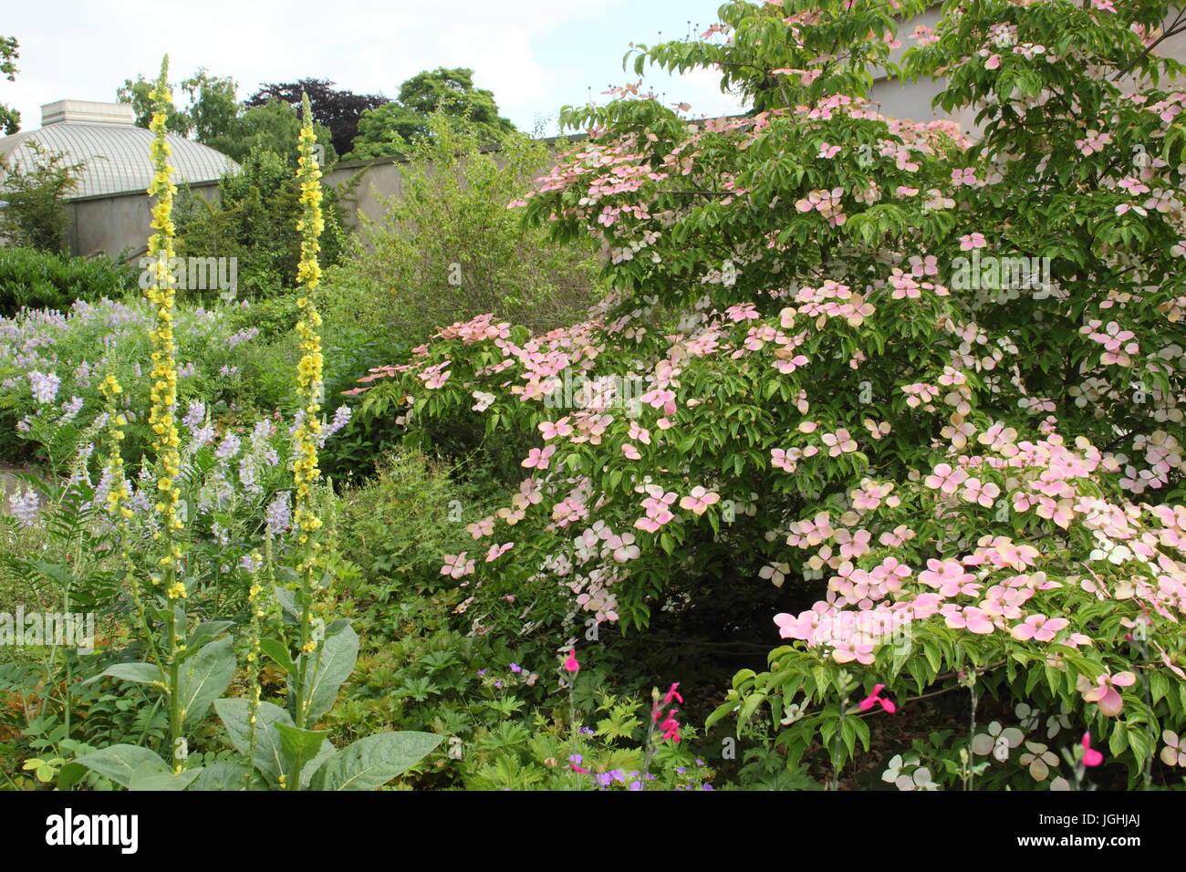 Cornus norman haden baum -Fotos und -Bildmaterial in hoher Auflösung ...