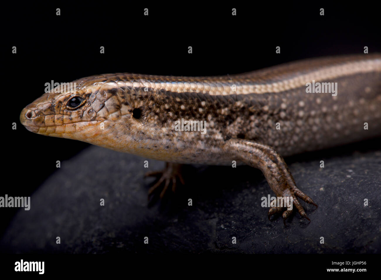 westlichen dreizehigen Skink Chalcides striatus Stockfotografie - Alamy