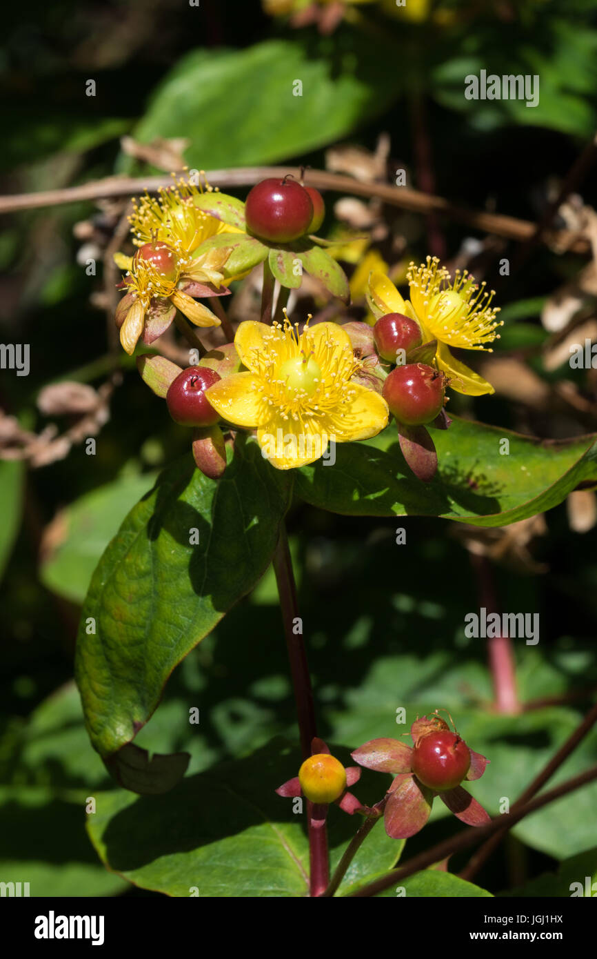 Gelbe hypericum androsaemum pflanze -Fotos und -Bildmaterial in hoher ...