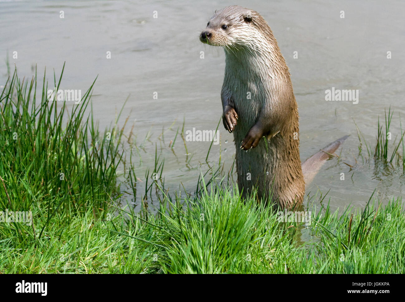 Querformat otter bild -Fotos und -Bildmaterial in hoher Auflösung – Alamy