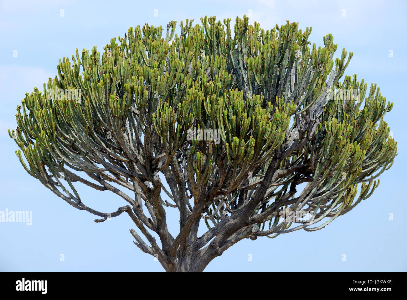Afrikanischen Kaktus Baum im Nationalpark in Kenia Stockfotografie - Alamy
