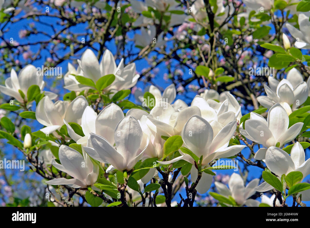 Pflanzen baum magnolienbaum -Fotos und -Bildmaterial in hoher Auflösung ...