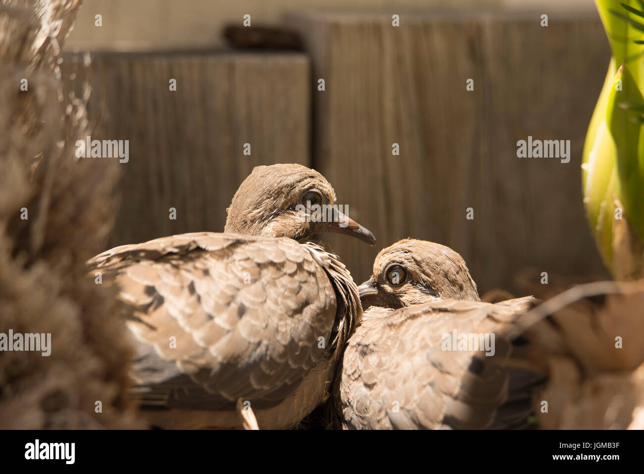 Baby tauben -Fotos und -Bildmaterial in hoher Auflösung – Alamy