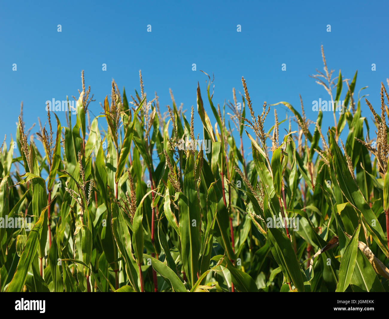 Maisfeld maisfeld -Fotos und -Bildmaterial in hoher Auflösung – Alamy