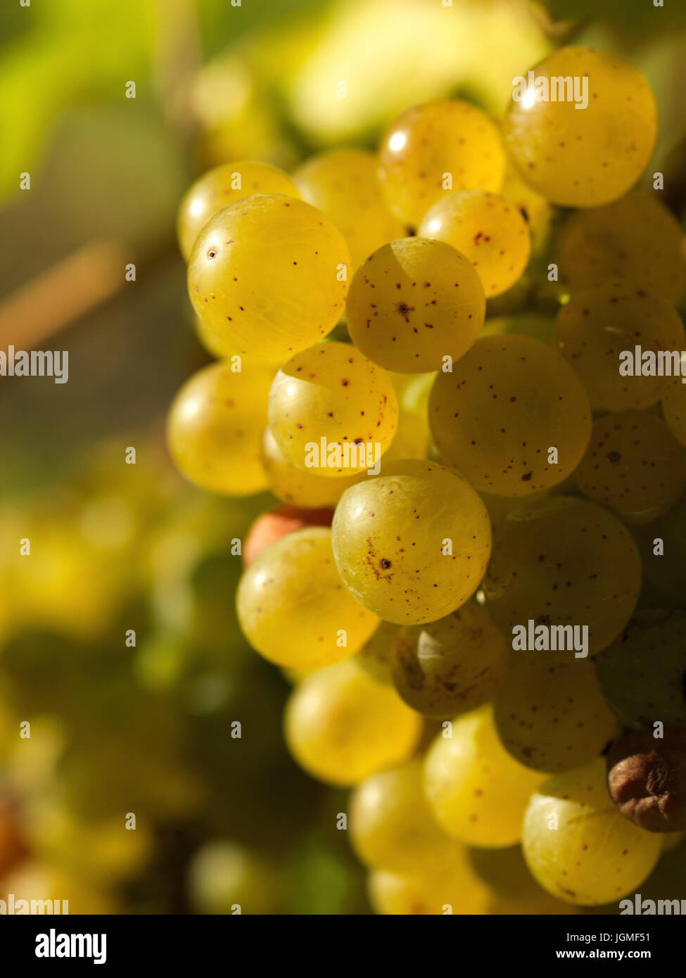 Weintraube trauben -Fotos und -Bildmaterial in hoher Auflösung – Alamy