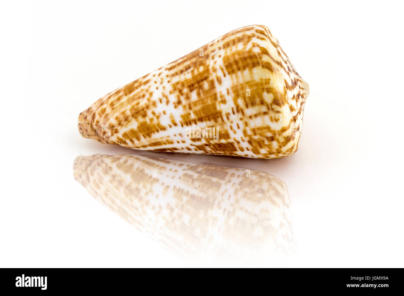 Conus pulcher -Fotos und -Bildmaterial in hoher Auflösung – Alamy