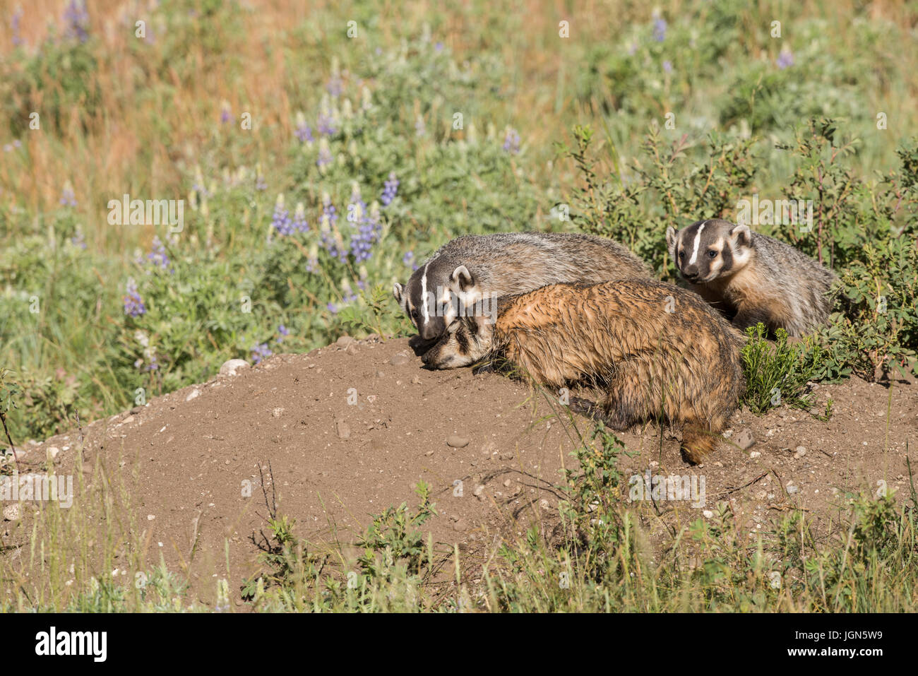 Amerikanische dachsen -Fotos und -Bildmaterial in hoher Auflösung – Alamy