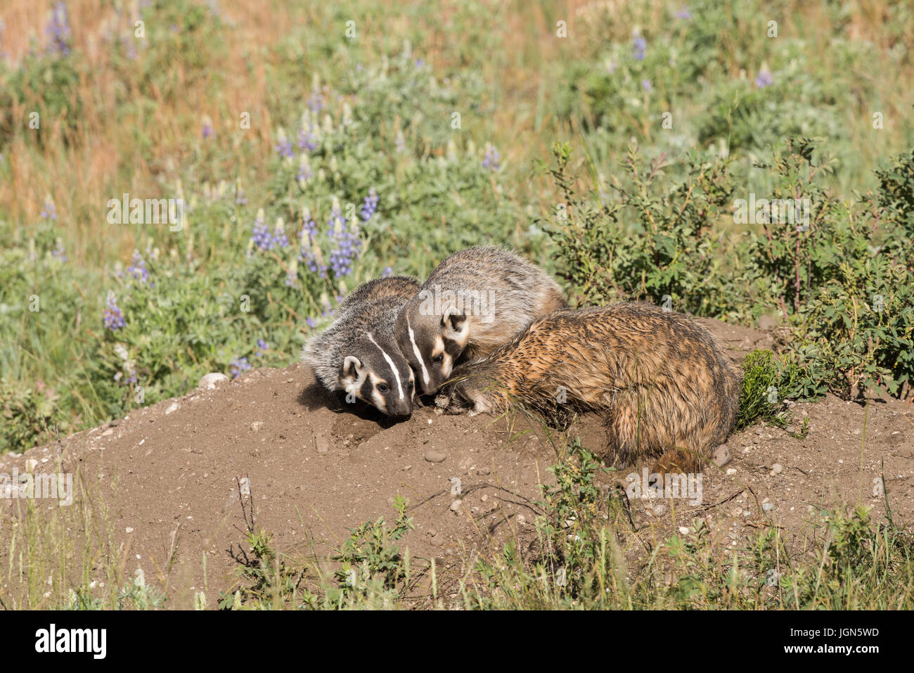 Amerikanische dachsen -Fotos und -Bildmaterial in hoher Auflösung – Alamy