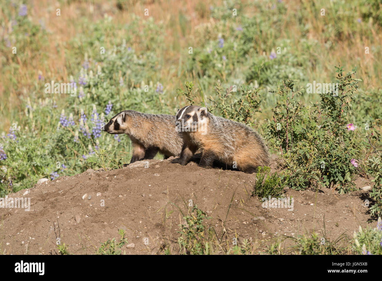 Dachs kits -Fotos und -Bildmaterial in hoher Auflösung – Alamy