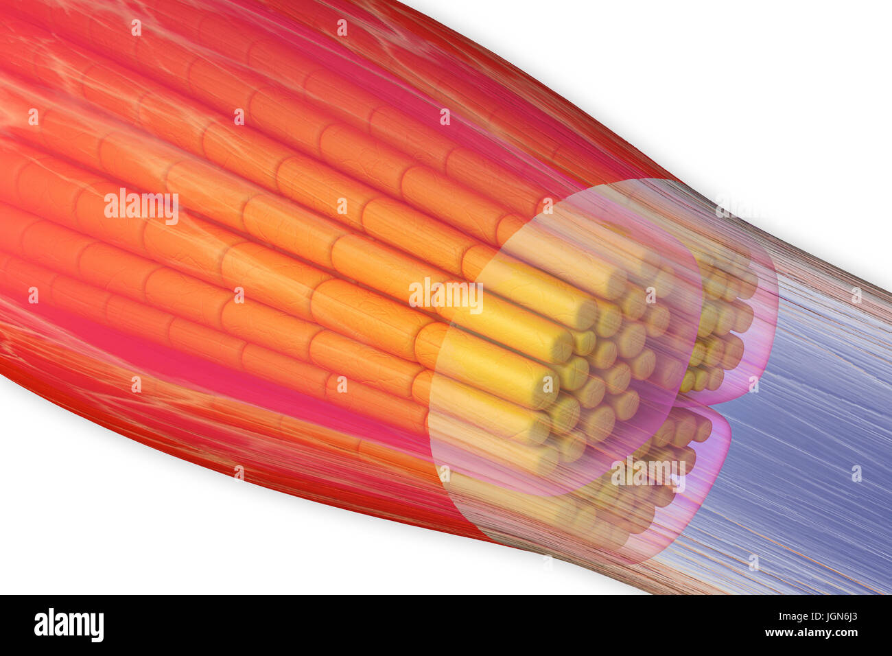 Skelettmuskulatur, Abbildung. Der Muskel ist umgeben von Epimysium ...