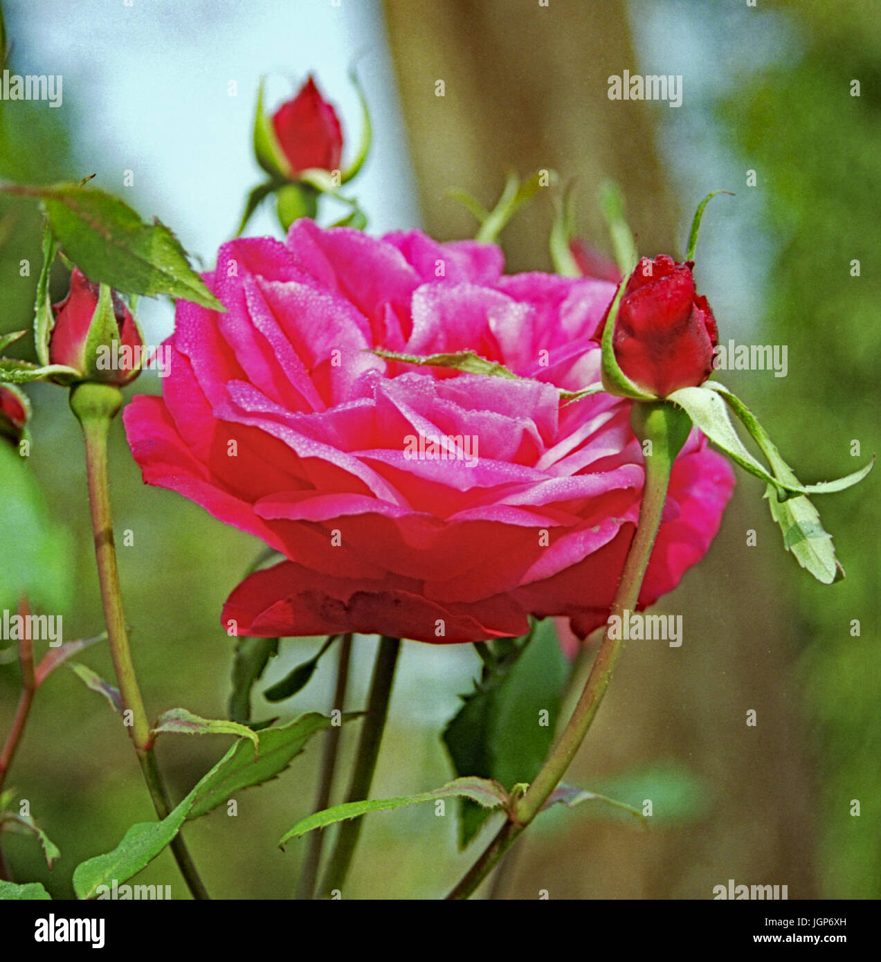 Mystische rose -Fotos und -Bildmaterial in hoher Auflösung – Alamy