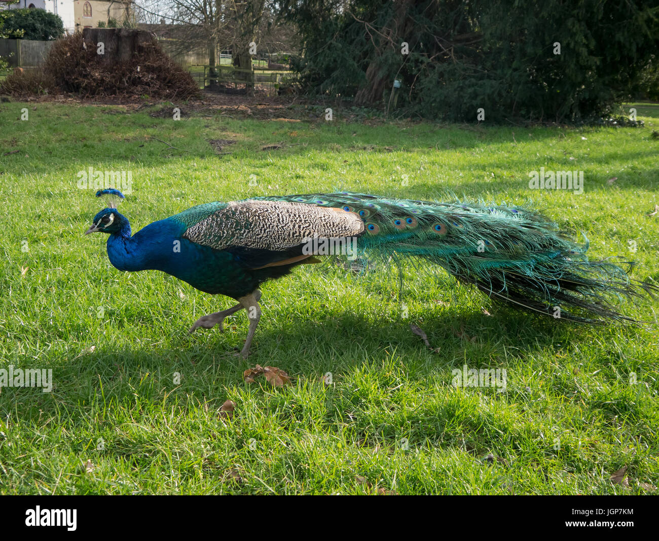 Pfau common -Fotos und -Bildmaterial in hoher Auflösung – Alamy