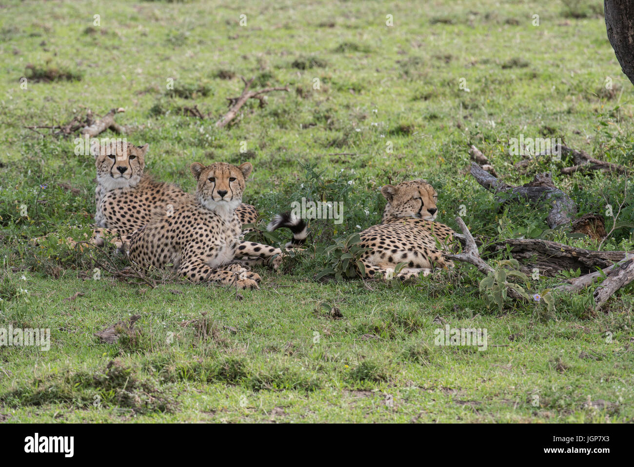 Cheetah Familie, Ngorongoro Conservation Area, Tansania Stockfotografie - Alamy